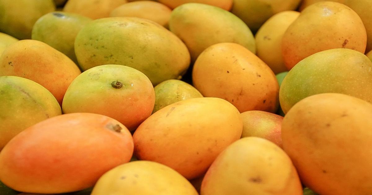 Mango de azúcar: el nuevo producto colombiano de exportación